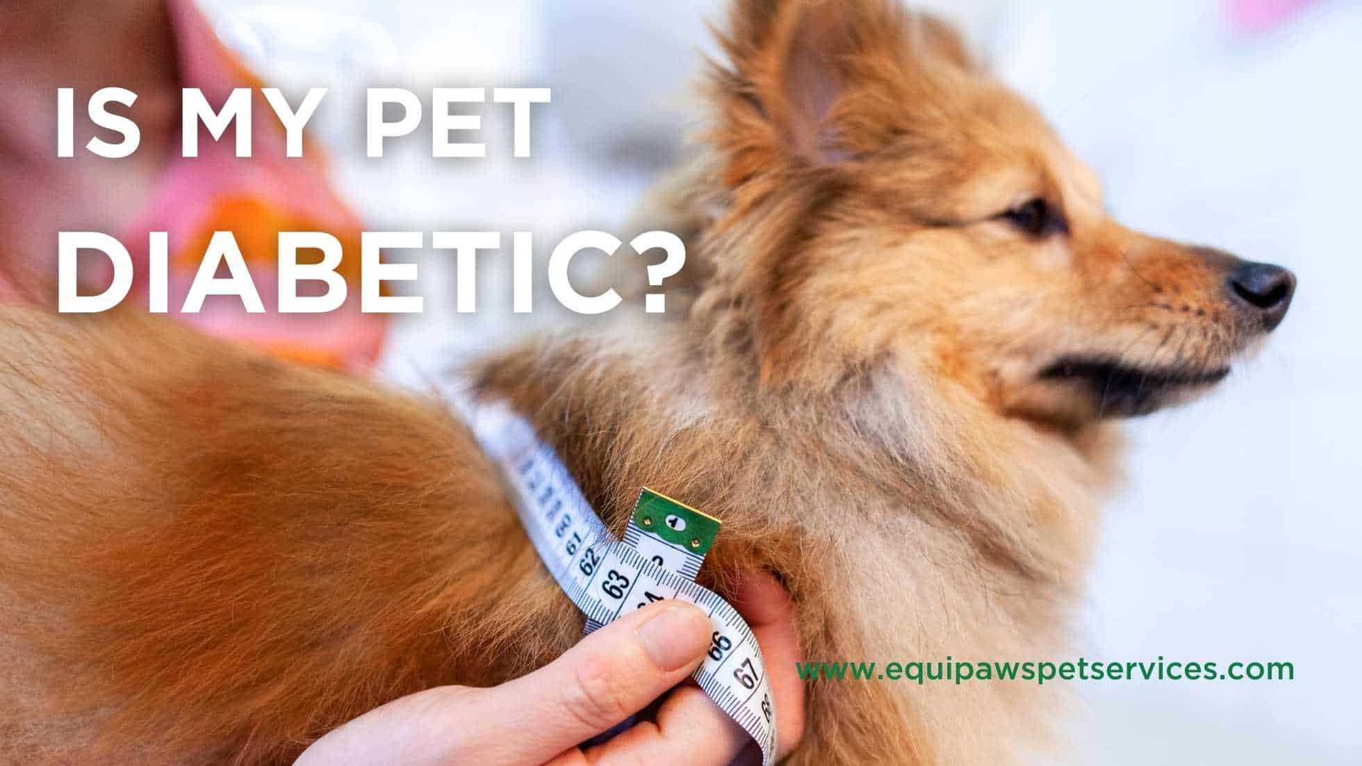 Does My Pet Have Diabetes? - Equipaws Pet Services