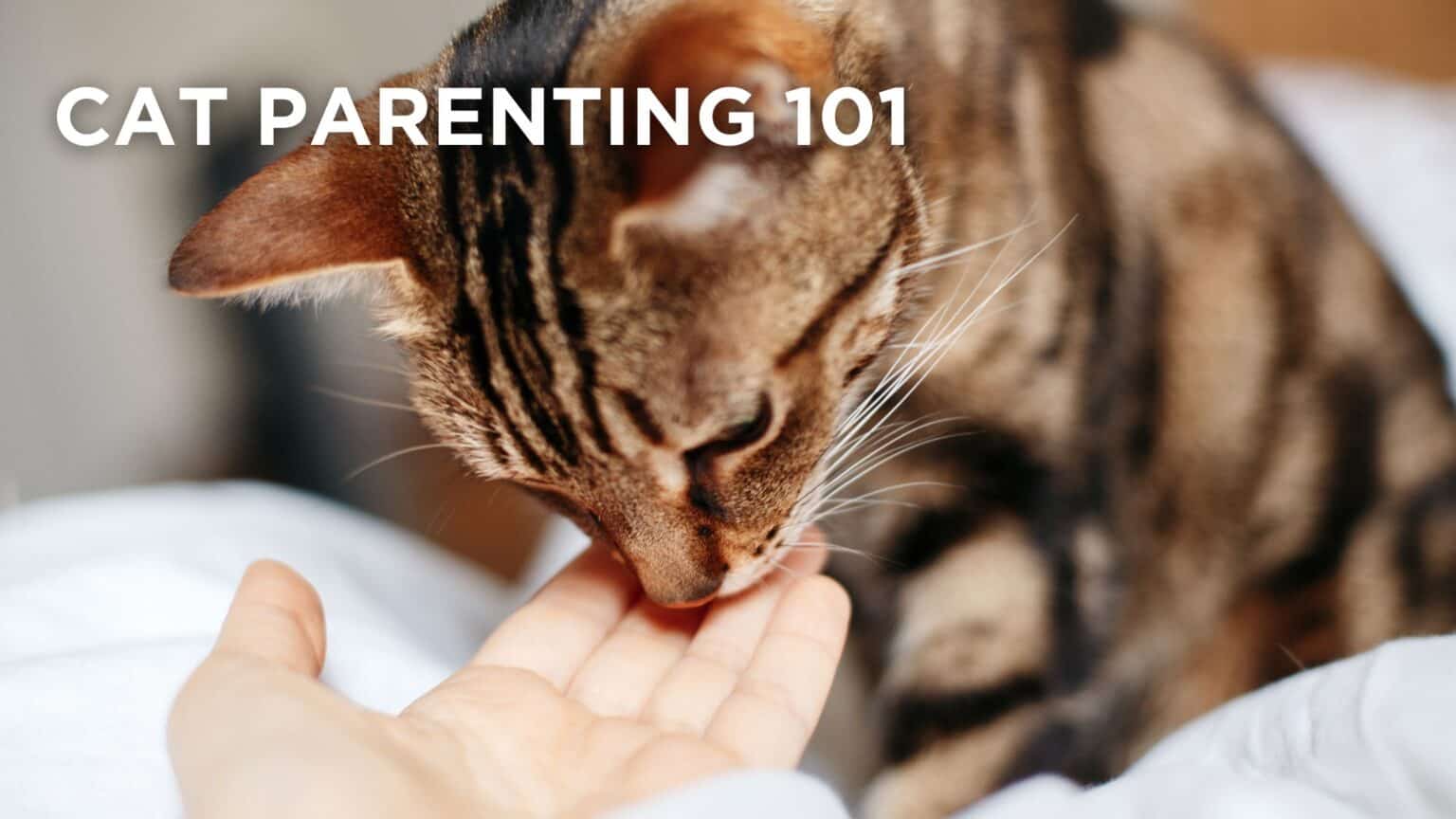 This Is the Right Way to Be a Cat Owner: Cat Parenting 101 - Equipaws ...