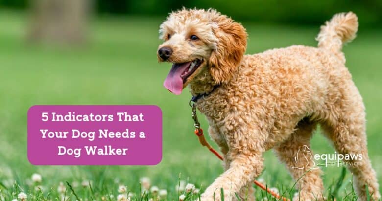 5 Indicators That Your Dog Needs a Dog Walker - Equipaws Pet Services