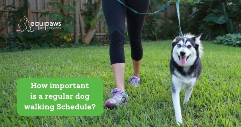 How Important is it for Your Dog to Have a Walking Schedule? - Equipaws ...